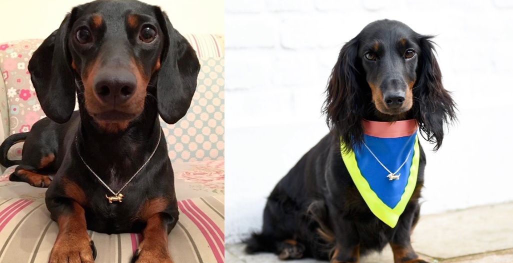 Alexis Dove signs up puppies for pet-inspired pendants campaign