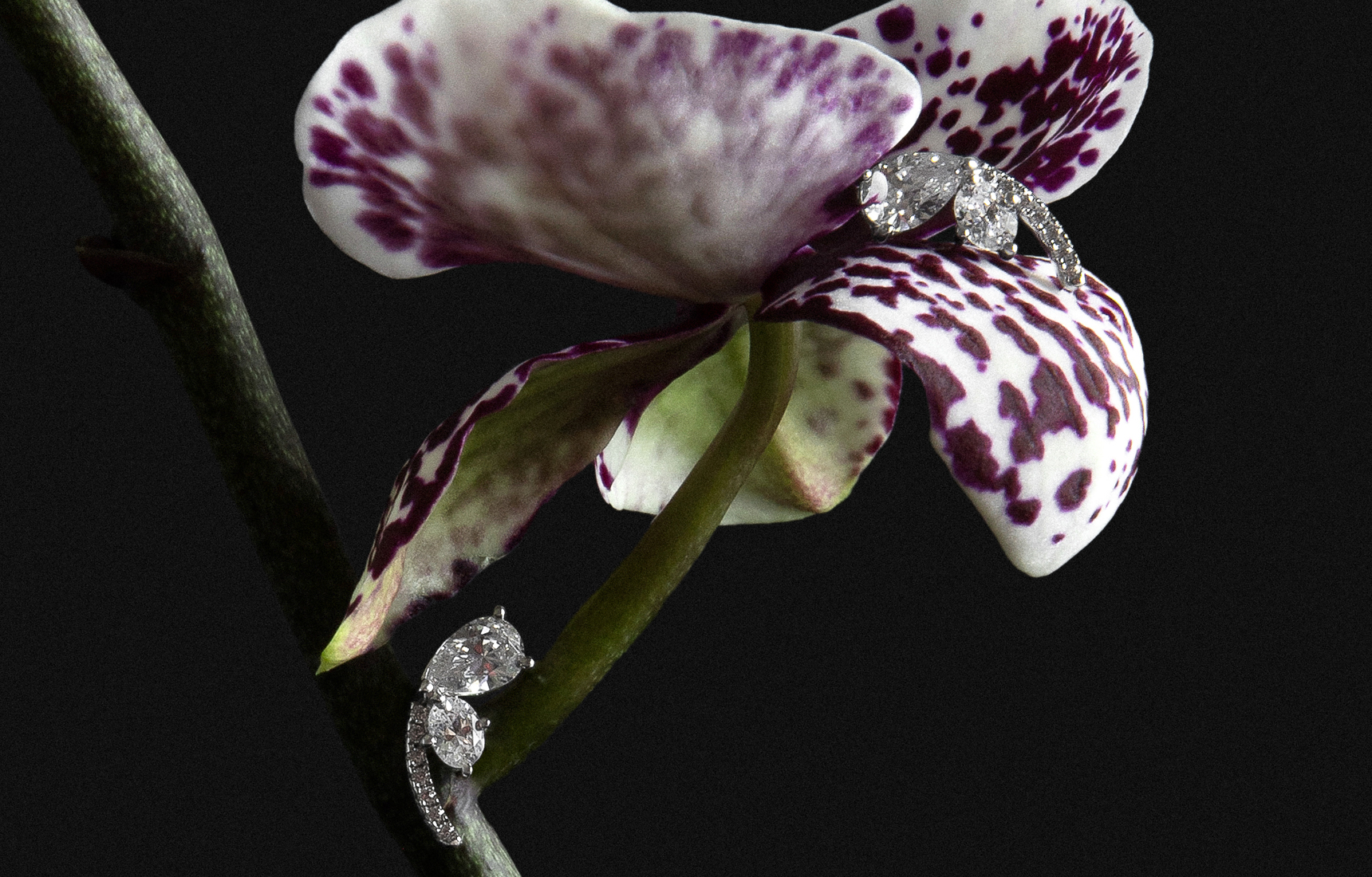 Sacet introduces new collection as searches for toi et moi rings soar