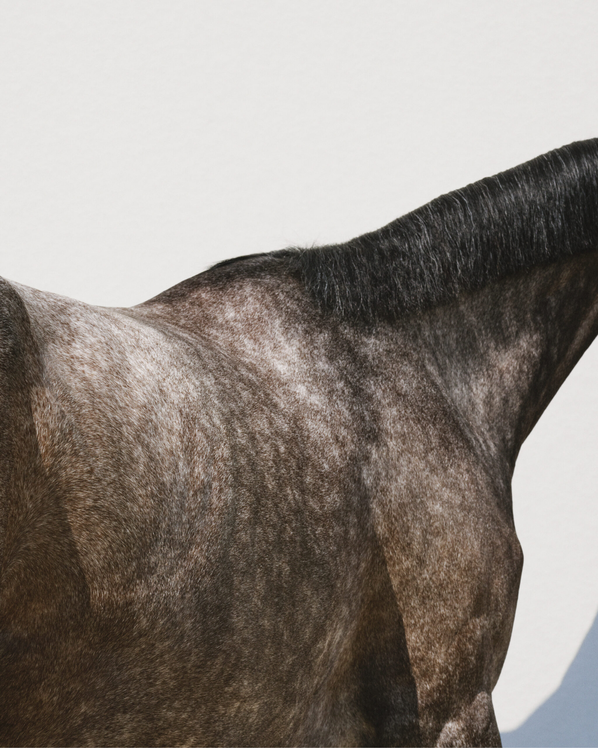 Gucci celebrates 20 years of the Horsebit with new campaign